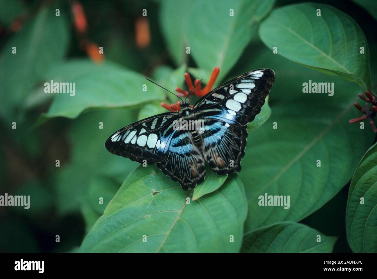 The clipper butterfly (Parthenos sylvia). This butterfly is native to ...