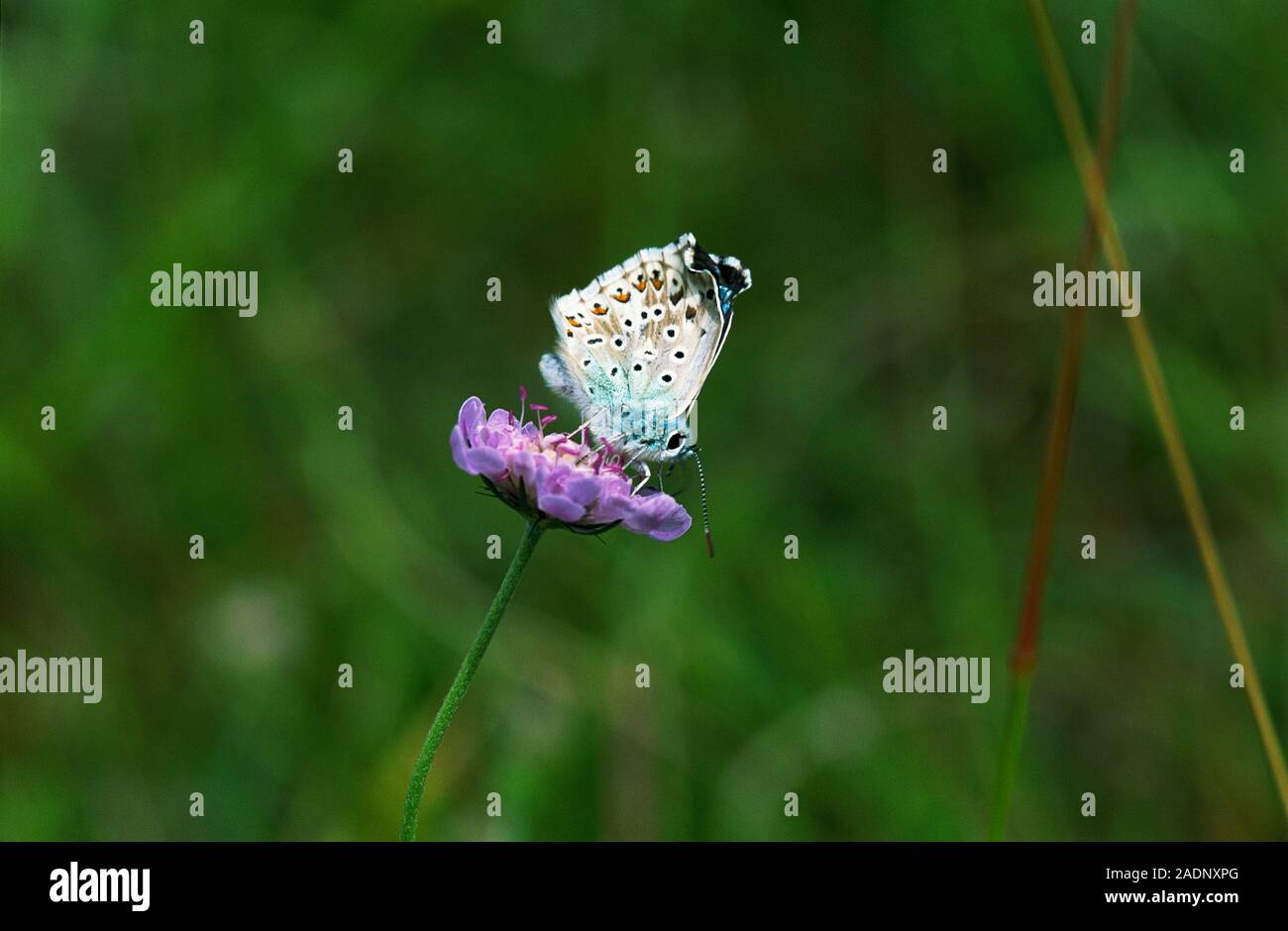 Chalkhill blue butterfly (Lysandra coridon) with curled wing tips Stock ...