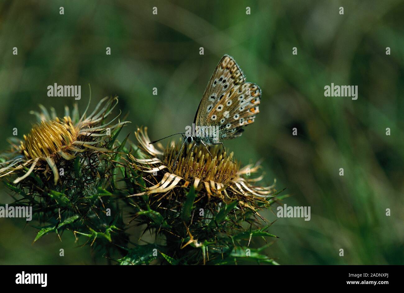 Female chalkhill blue butterfly (Lysandra coridon) on an old thistle ...