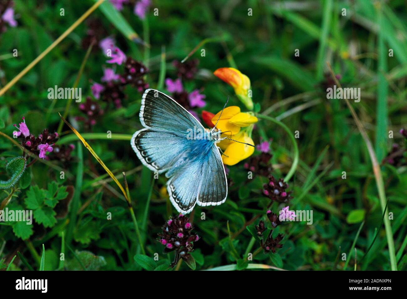 Male chalkhill blue butterfly (Lysandra coridon) on birds-foot-trefoil ...
