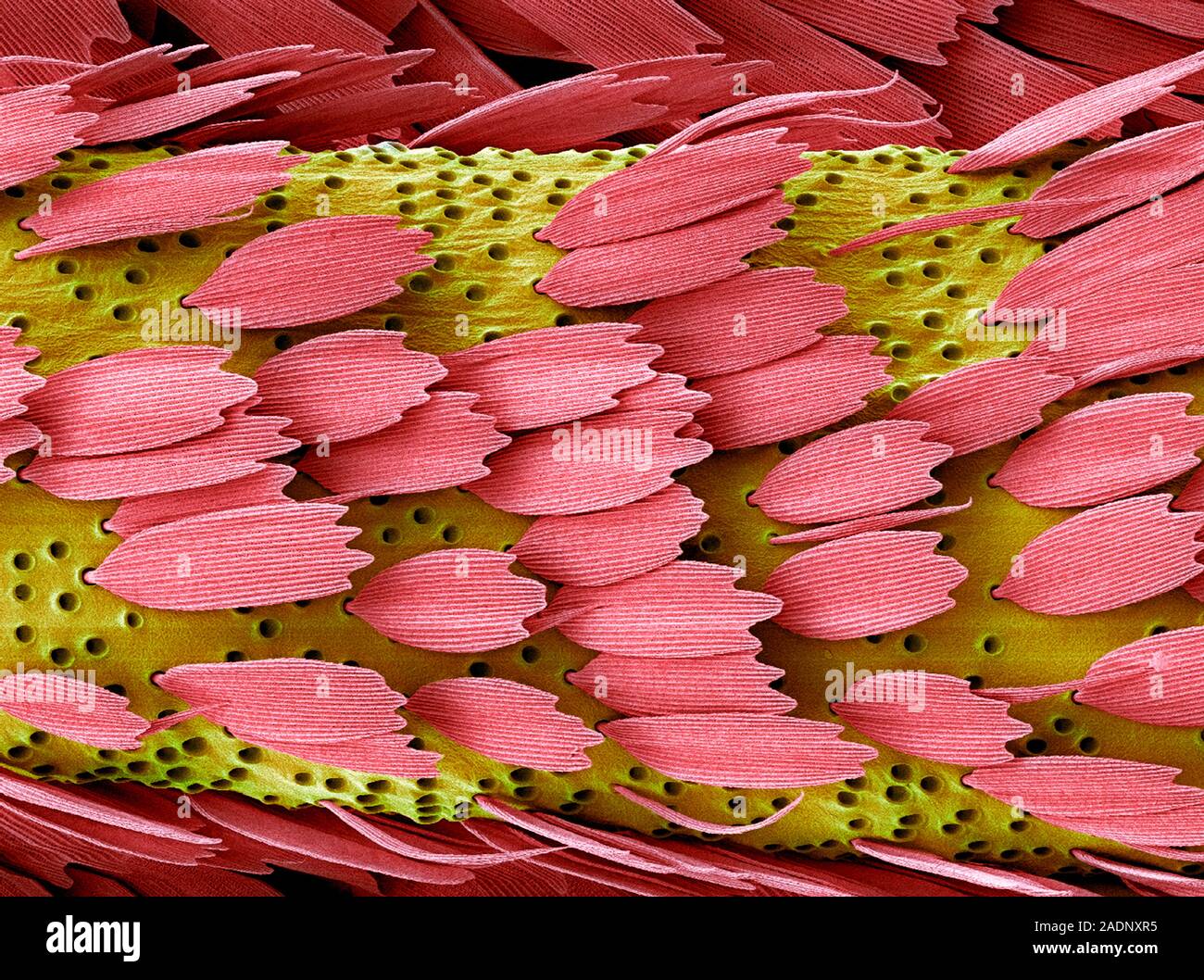 Moth antenna. Coloured scanning electron micrograph (SEM) of part of ...