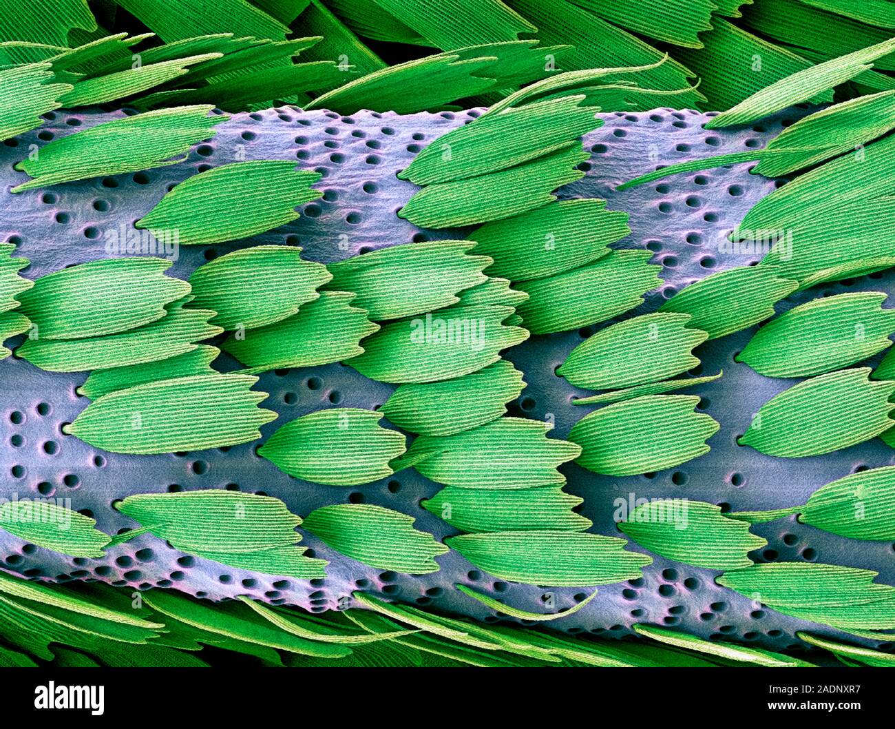 Moth antenna. Coloured scanning electron micrograph (SEM) of part of ...