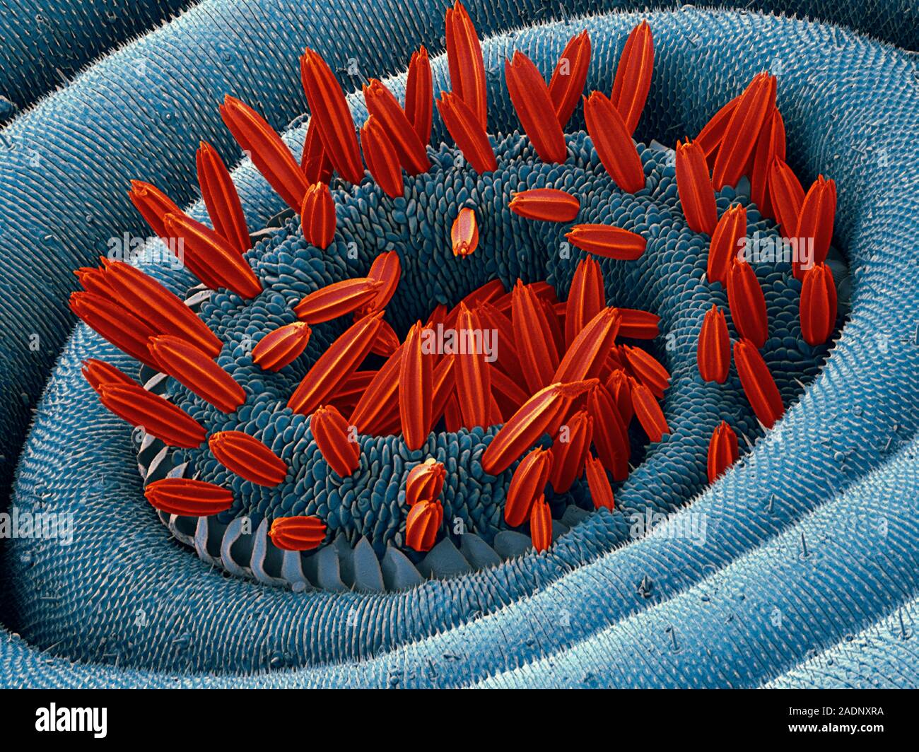 Moth proboscis. Coloured scanning electron micrograph (SEM) of the tip ...