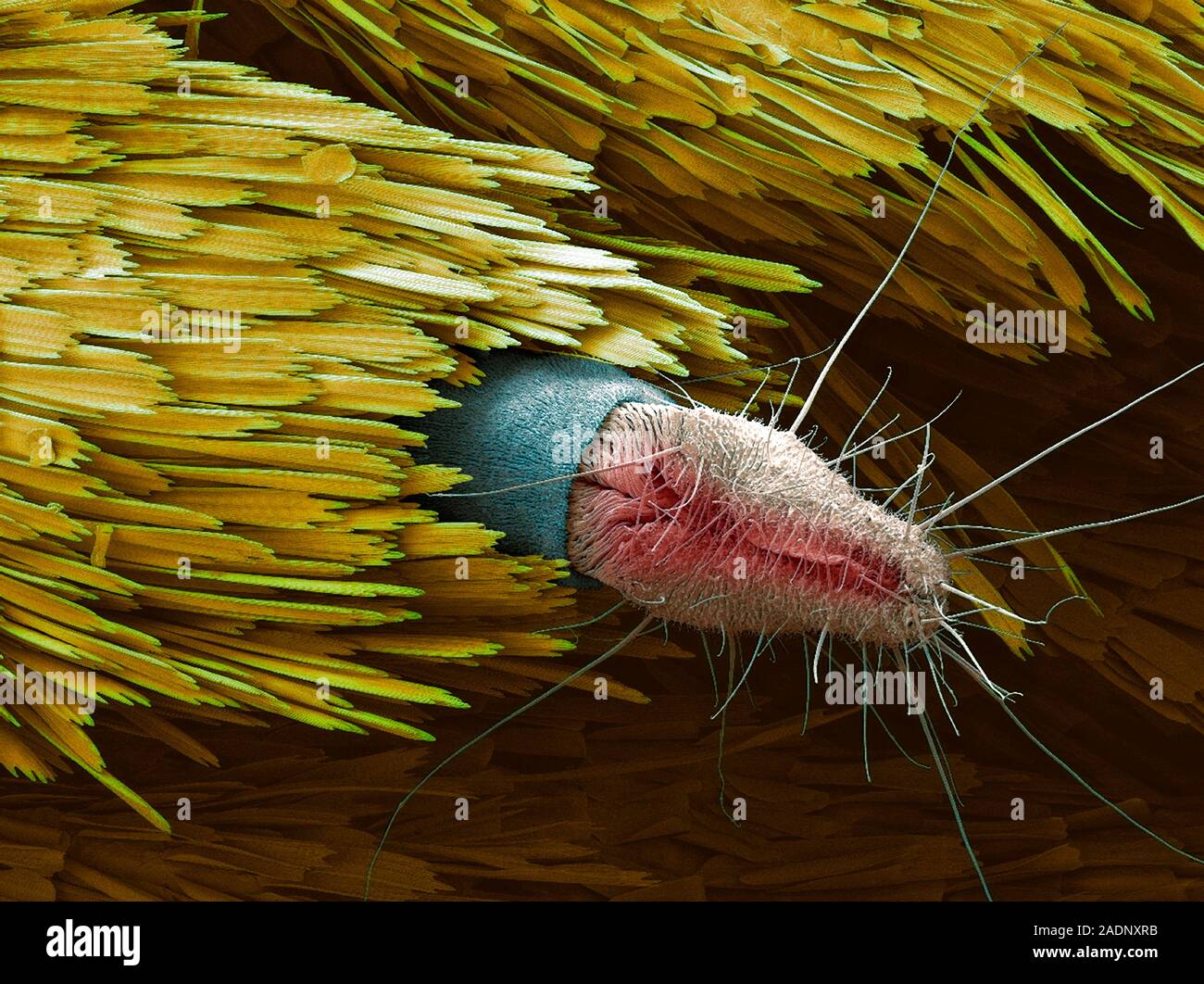 Moth rear end. Coloured scanning electron micrograph (SEM) of the rear ...