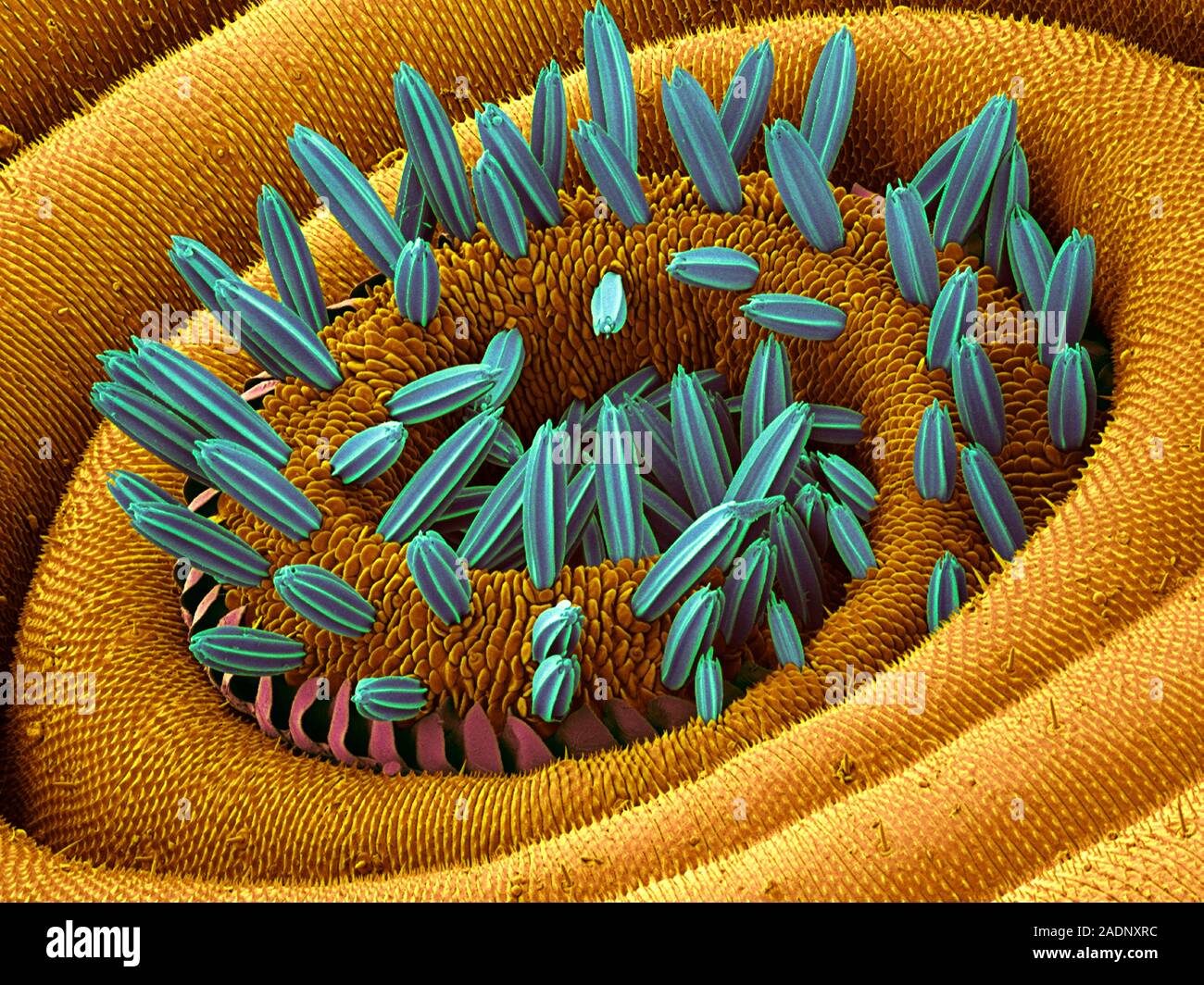 Moth proboscis. Coloured scanning electron micrograph (SEM) of the tip ...