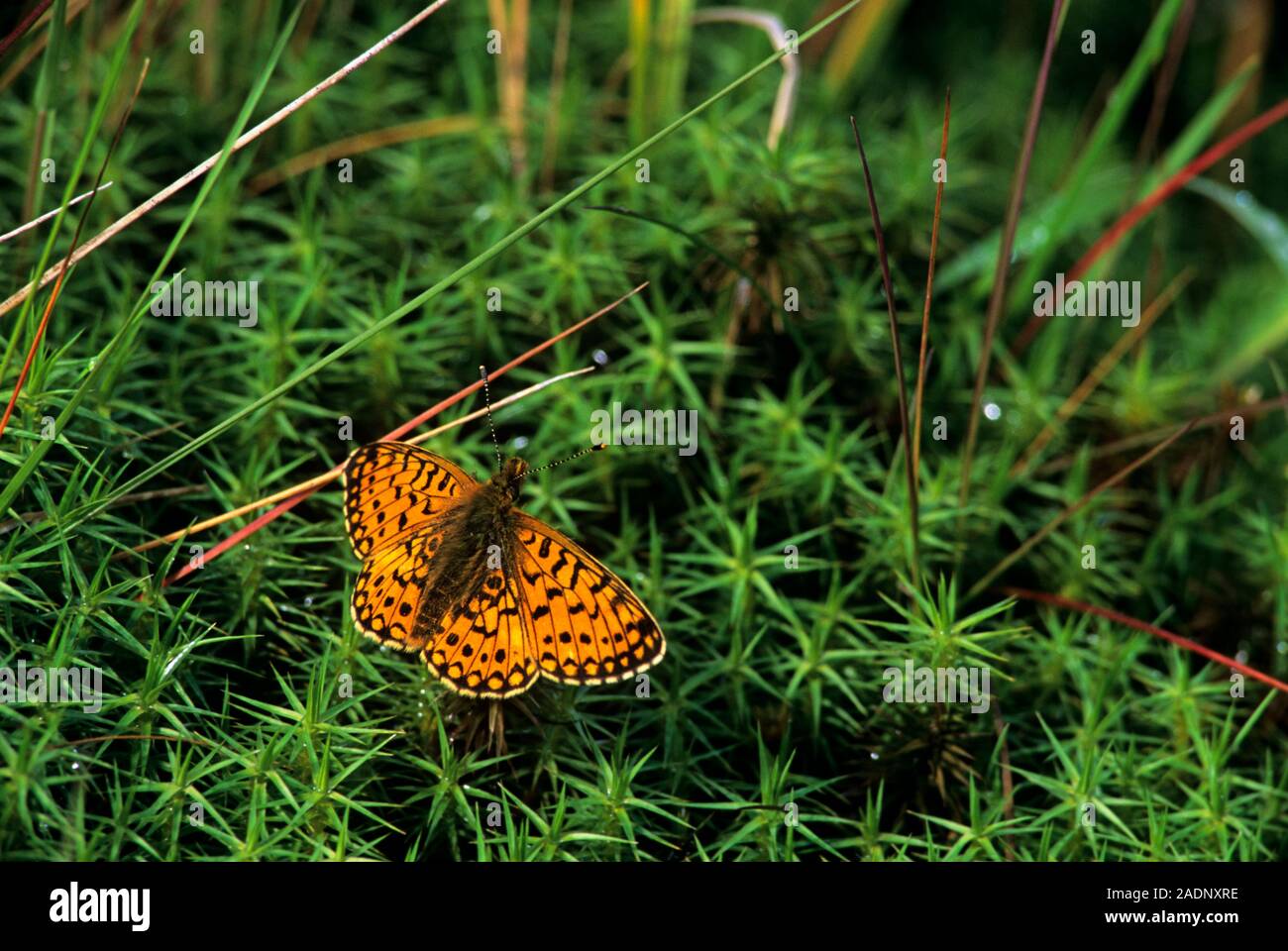 Small pearl-bordered fritillary butterfly (Boloria selene) resting on ...