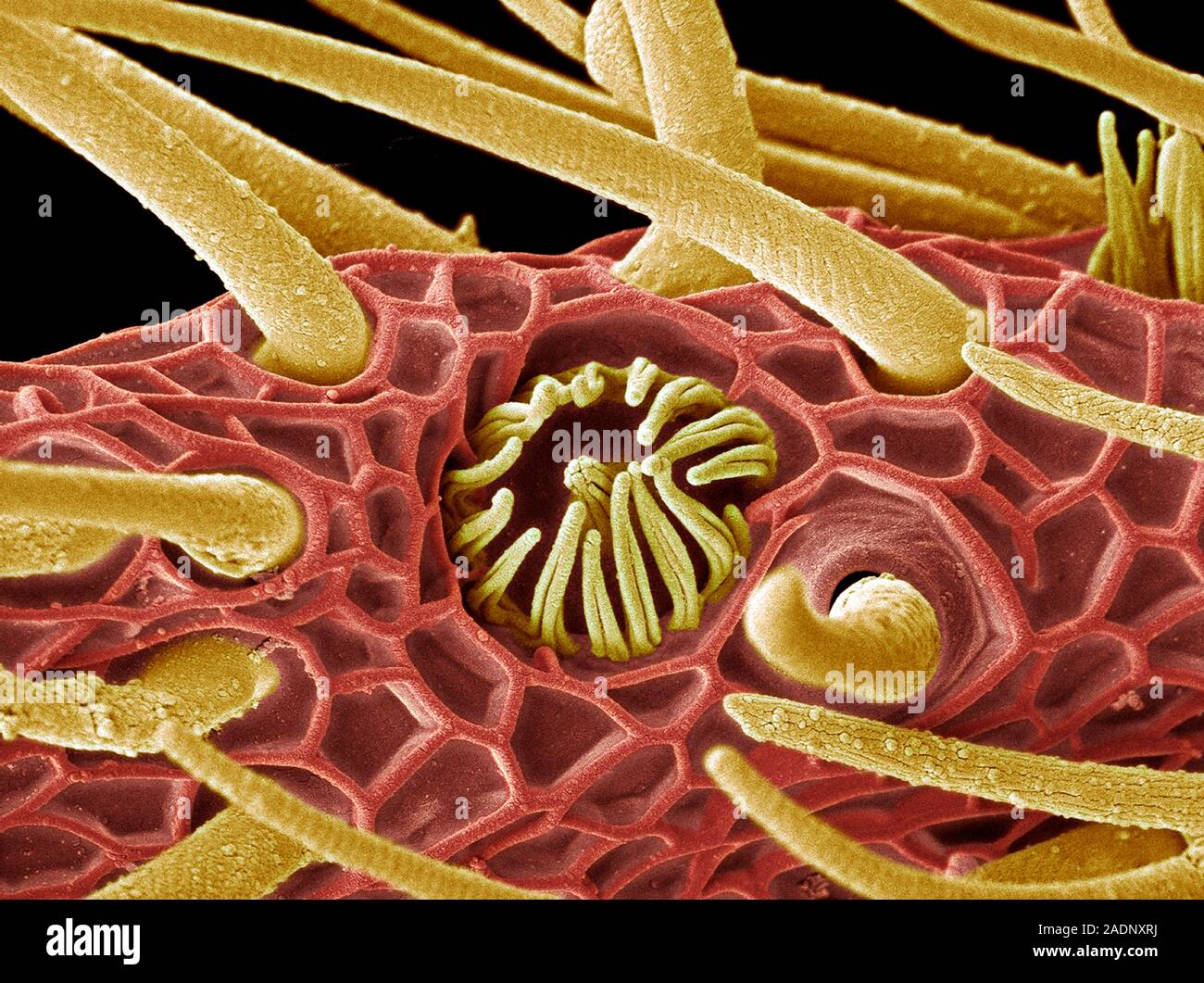 Moth antenna. Coloured scanning electron micrograph (TEM) of sensory ...