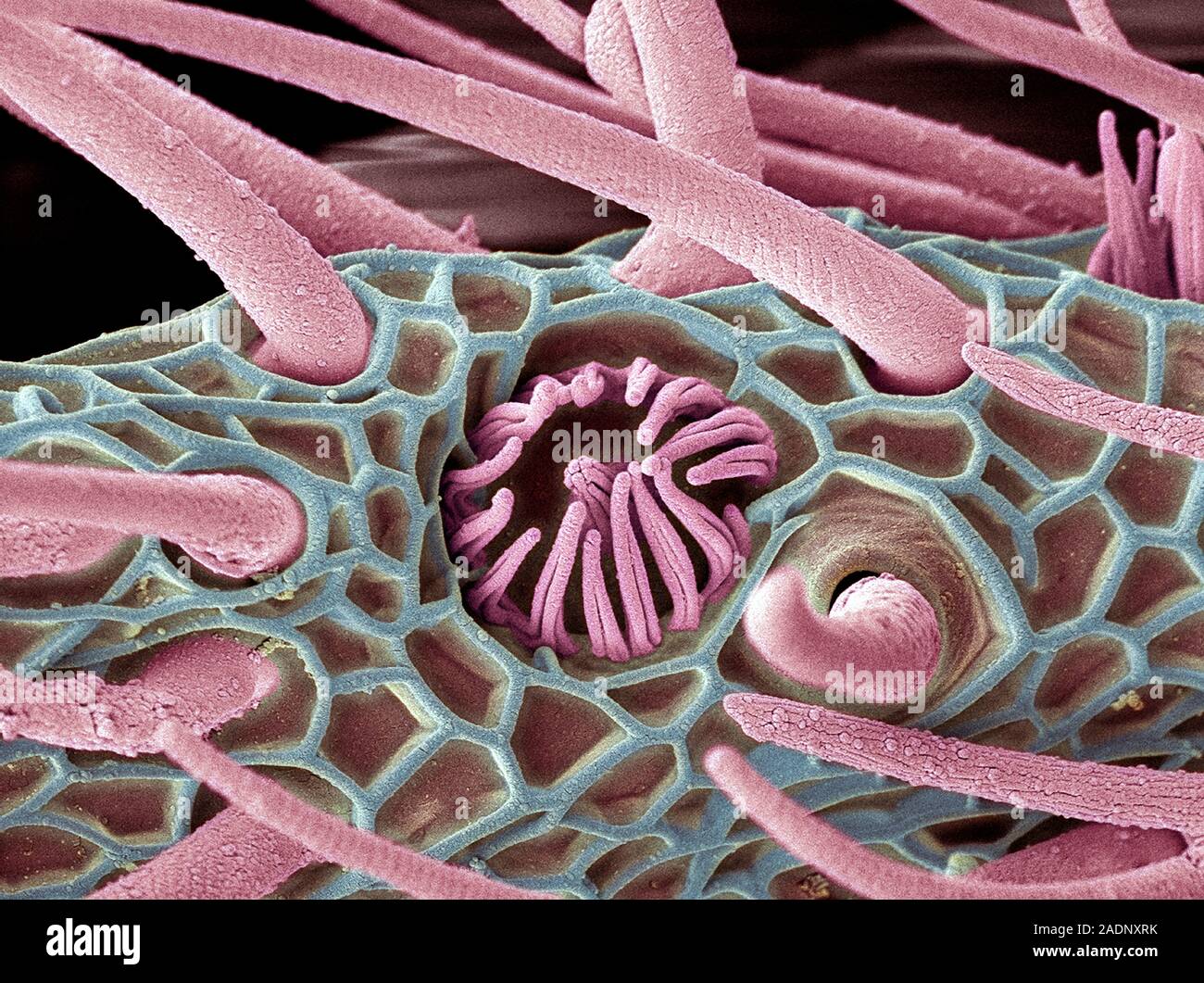 Moth antenna. Coloured scanning electron micrograph (TEM) of sensory ...