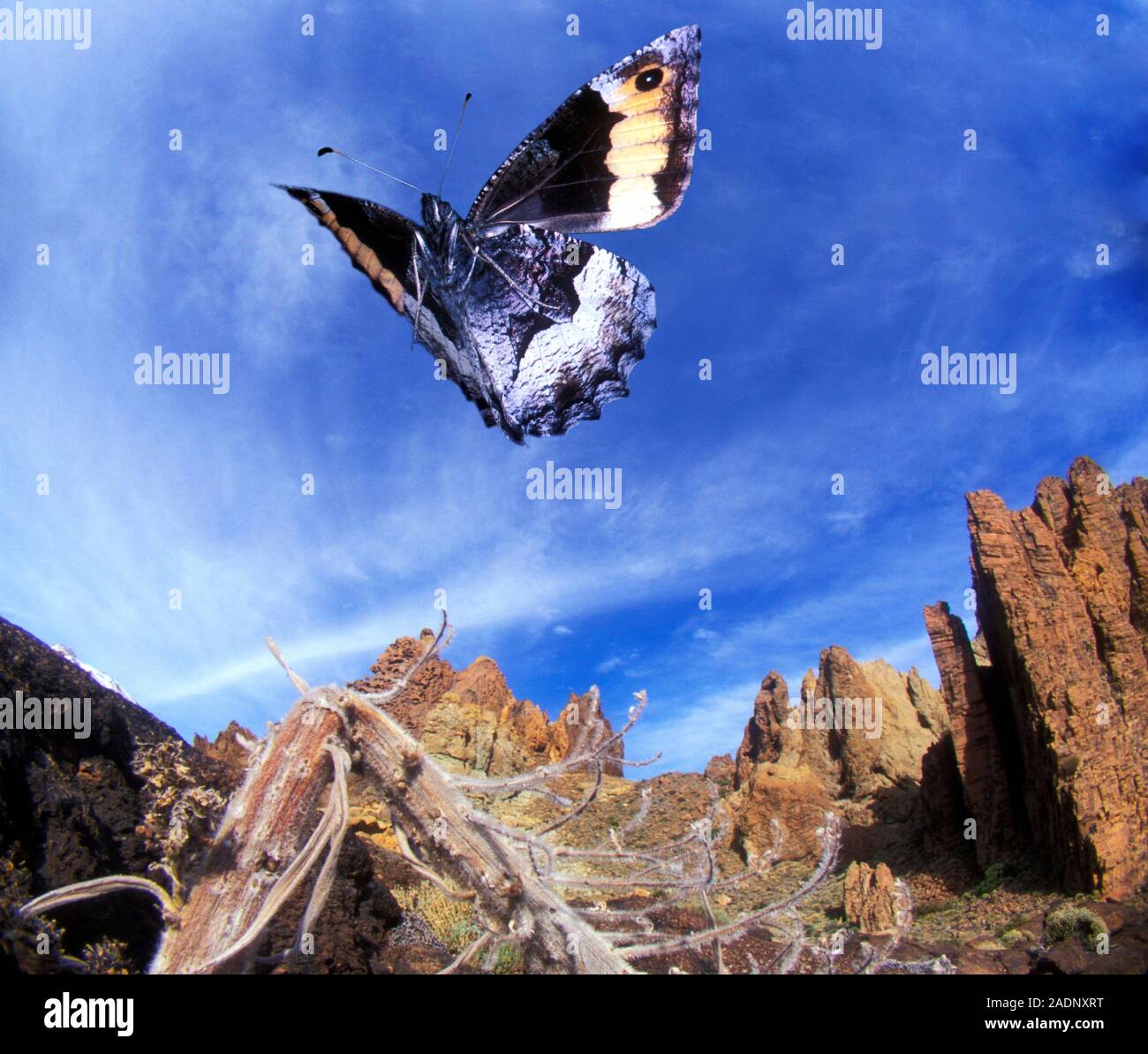 Grayling butterfly (Hipparchia fagi) in flight, composite high-speed ...