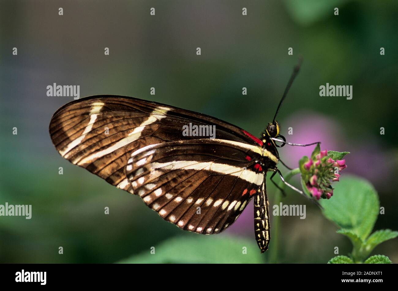 Zebra longwing butterfly (Heliconius charitonius). This species of ...