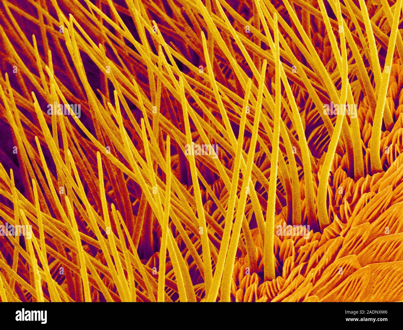 Sensory hairs on the antenna of a moth, coloured scanning electron ...