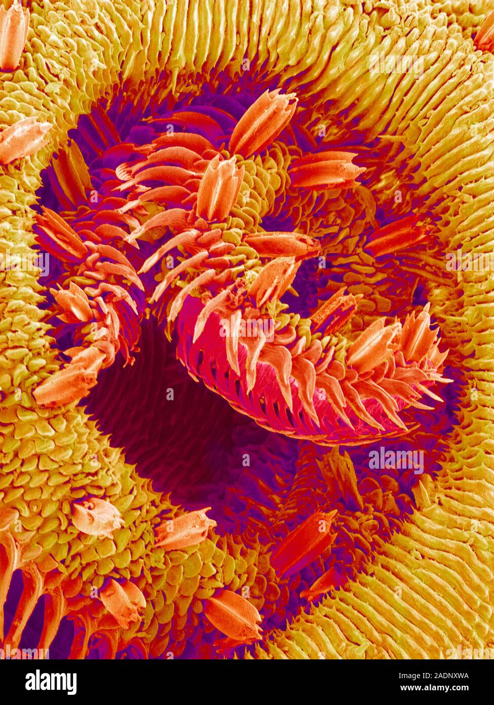 Butterfly proboscis. Coloured scanning electron micrograph (SEM) of the ...