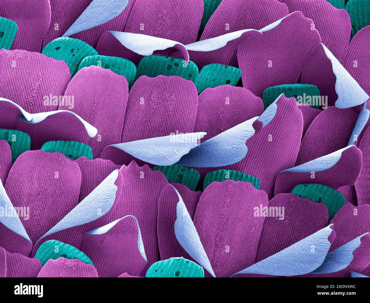 Butterfly wing. Coloured scanning electron micrograph (SEM) of scales ...