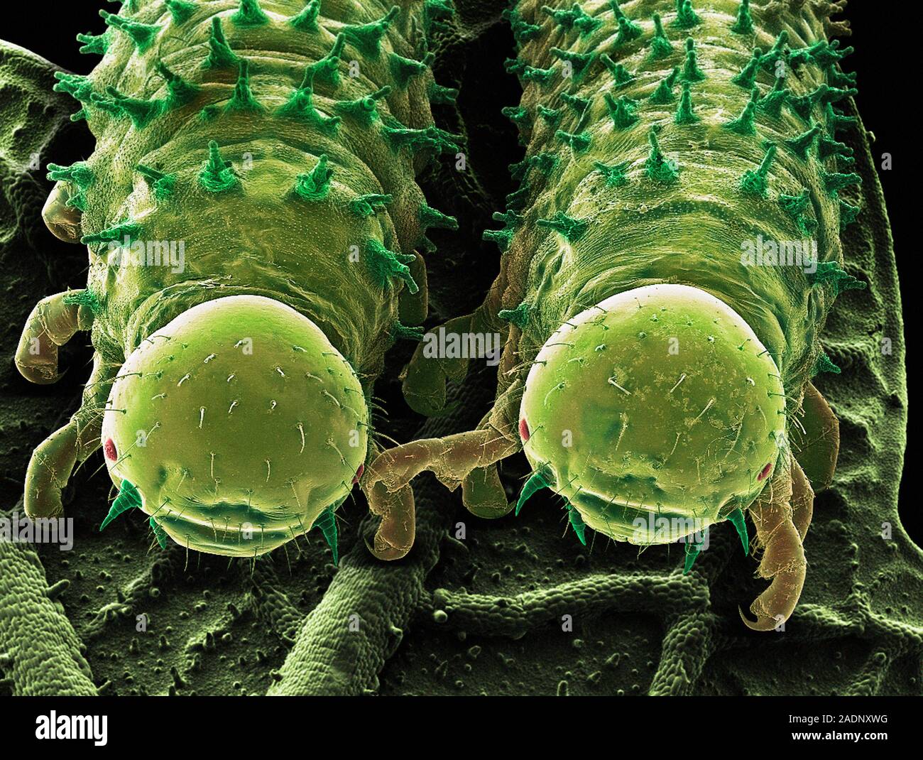 Caterpillars on a leaf. Coloured scanning electron micrograph (SEM) of ...
