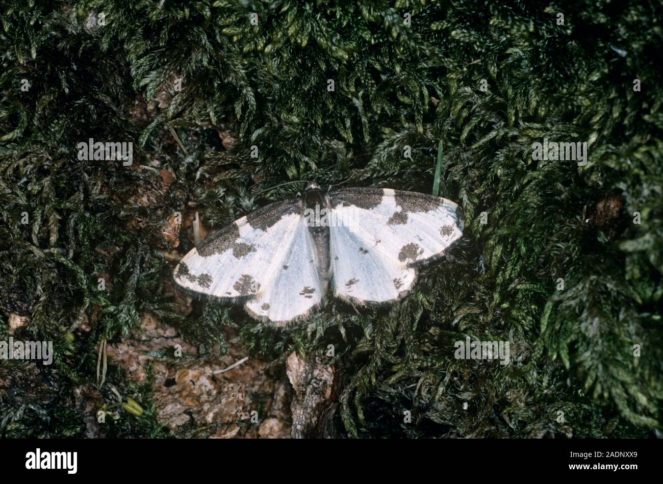 Clouded border moth (Lamaspilis marginata) on moss. This species is ...