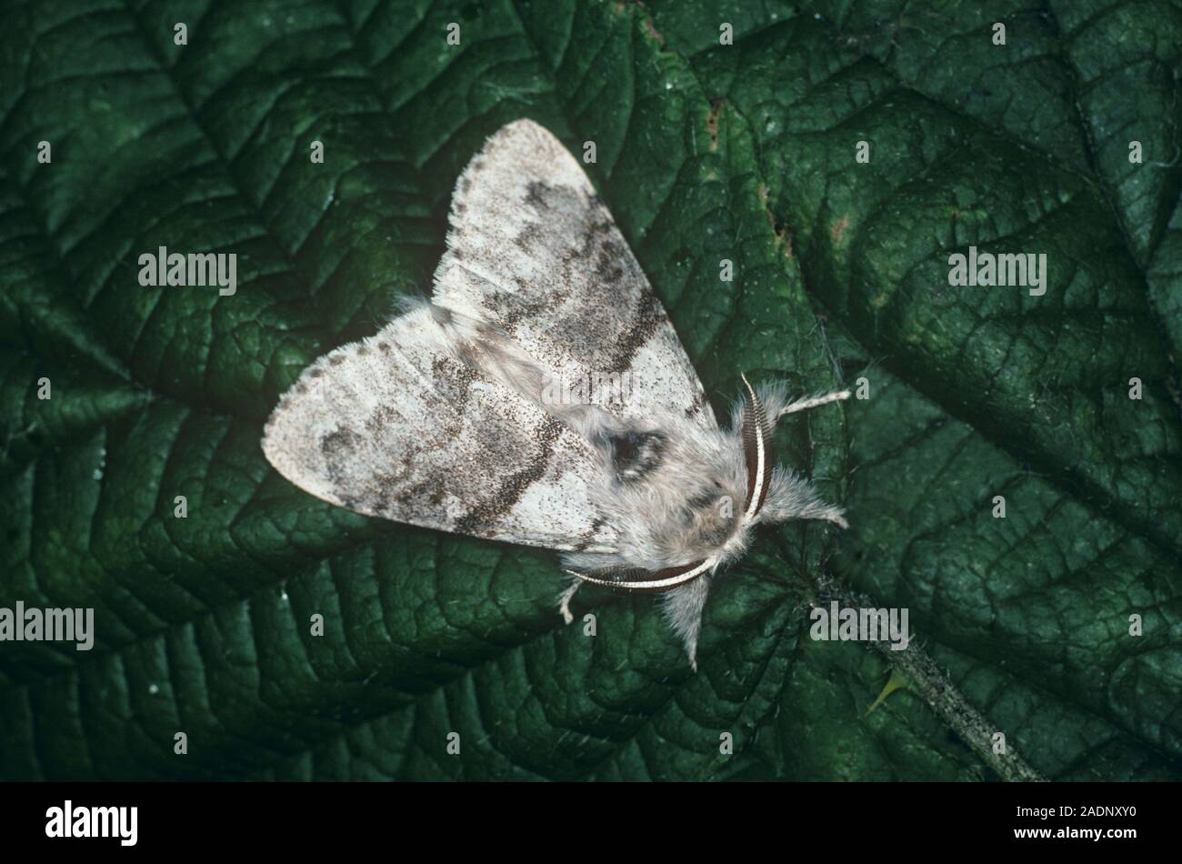 Pale tussock moth (Calliteara pudibunda) resting on a leaf Stock Photo ...