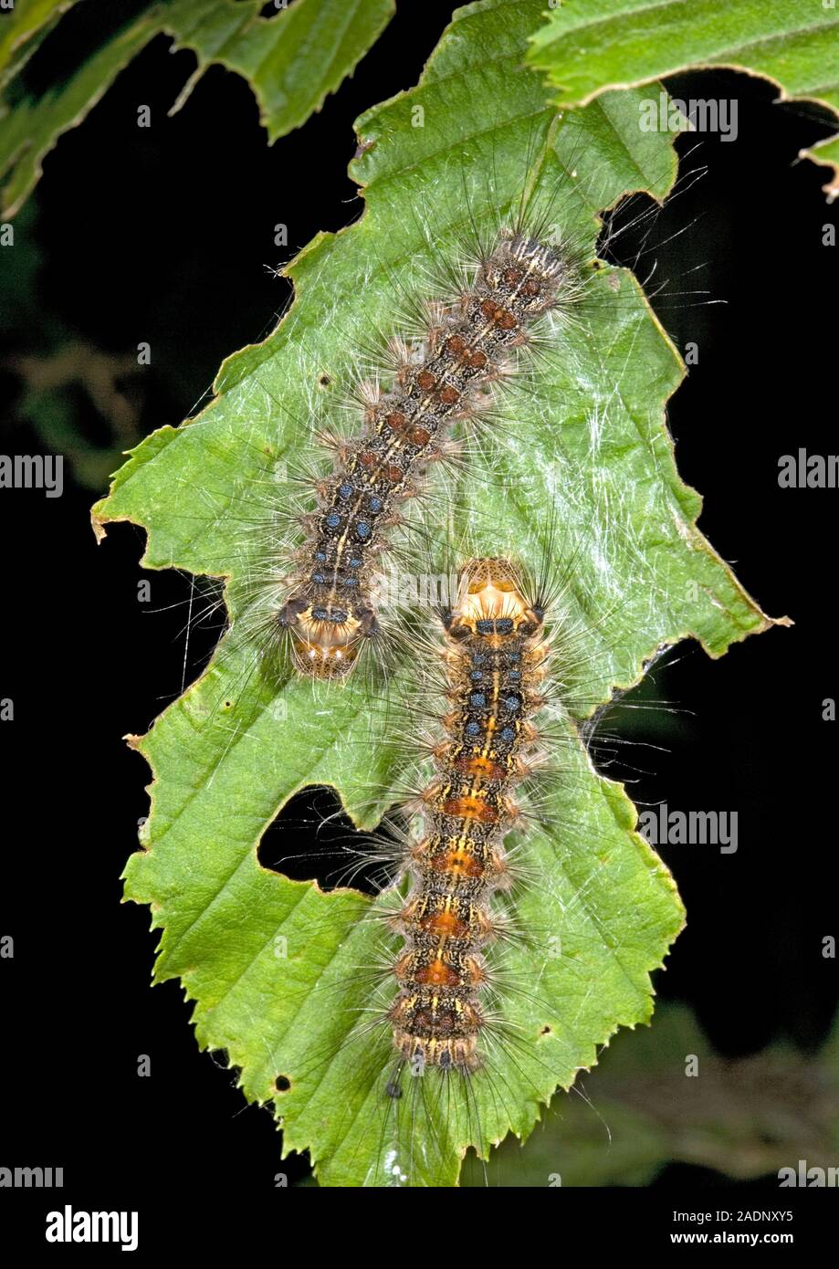 Nut-tree tussock moth (Colocasia coryli) caterpillars feeding on a ...