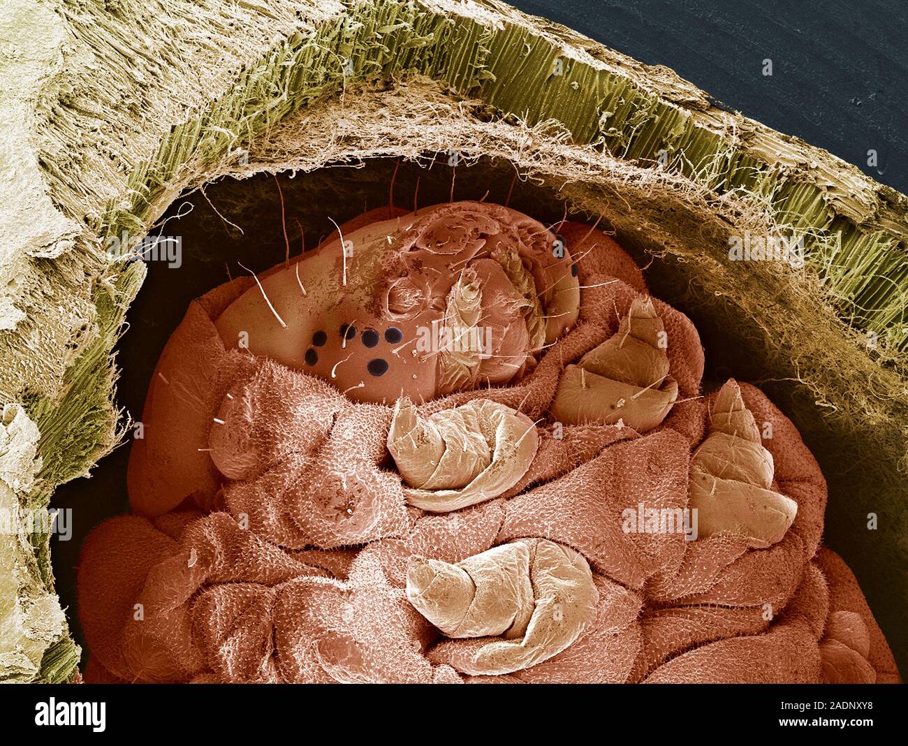 Mexican jumping bean moth larva. Coloured scanning electron micrograph ... Mexican jumping bean moth larva. Coloured scanning electron micrograph ...