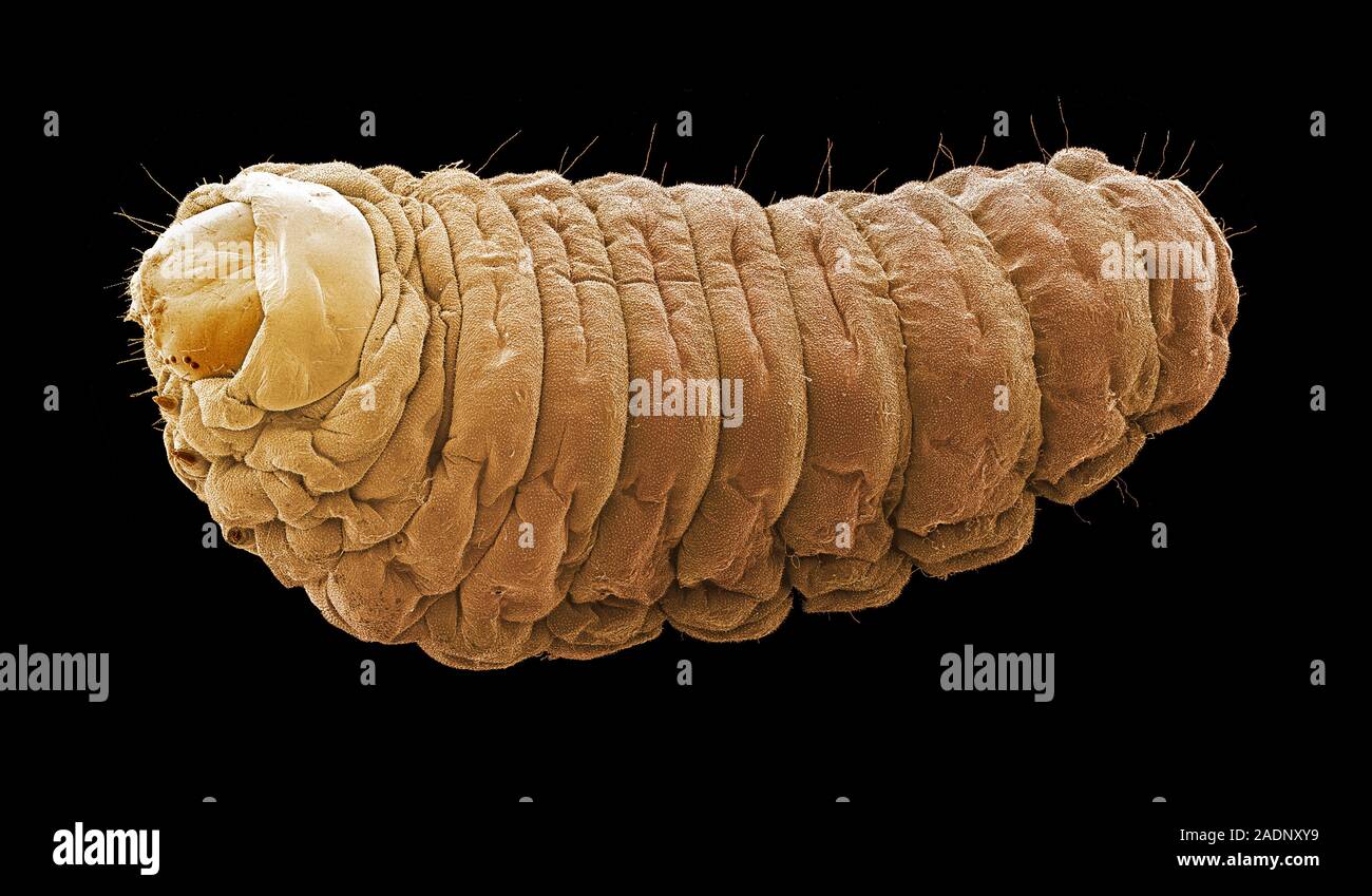 Mexican jumping bean moth larva. Coloured scanning electron micrograph ... Mexican jumping bean moth larva. Coloured scanning electron micrograph ...