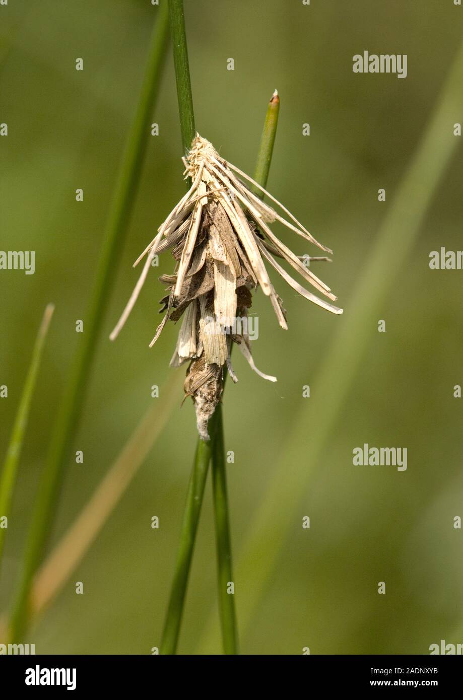 Cocoon of a psychid moth (Psychid sp.) constructed of plant matter ...