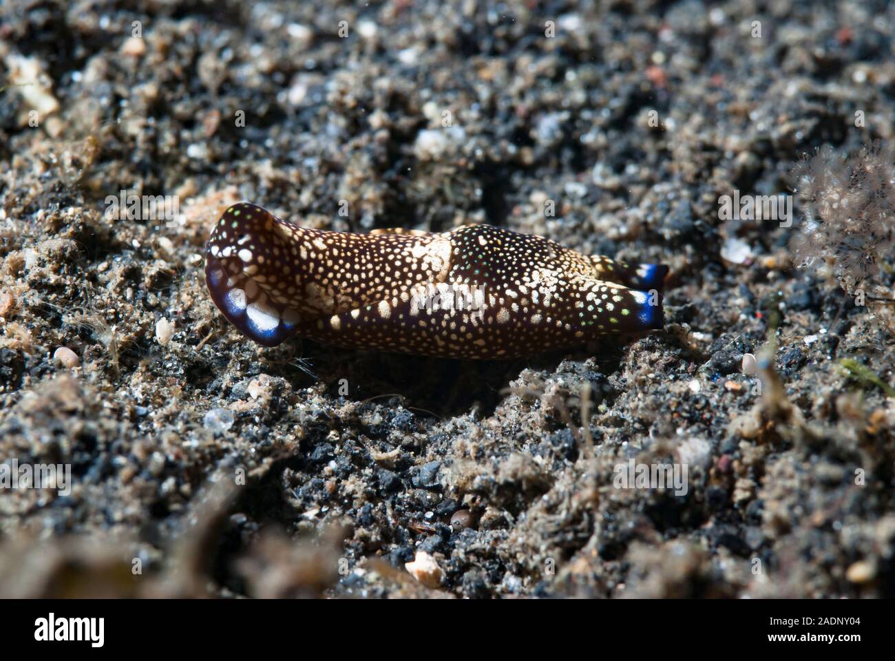 Headshield Sea Slug Stock Photo - Alamy
