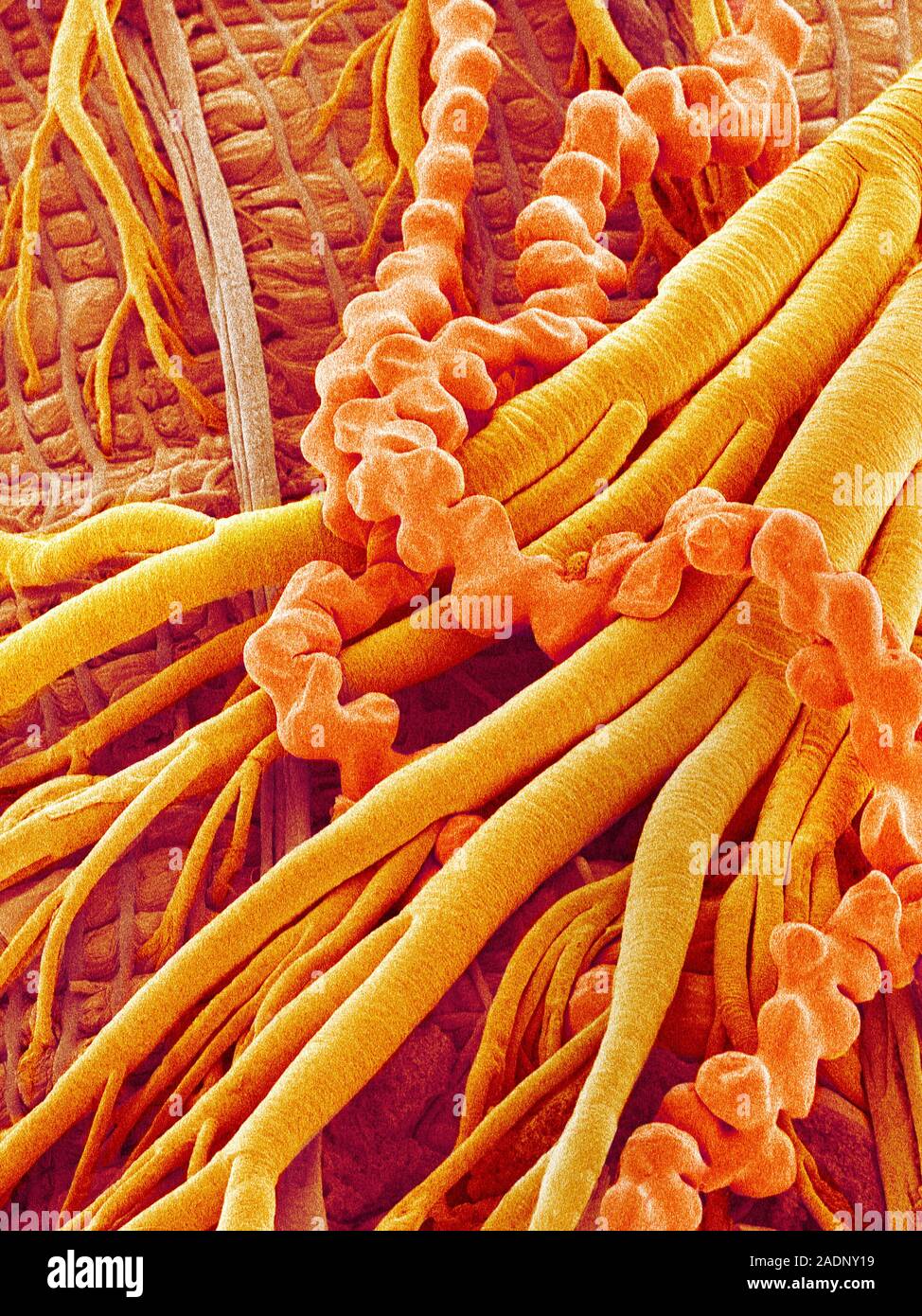 Moth larva's interior. Scanning electron micrograph (SEM) of the ...