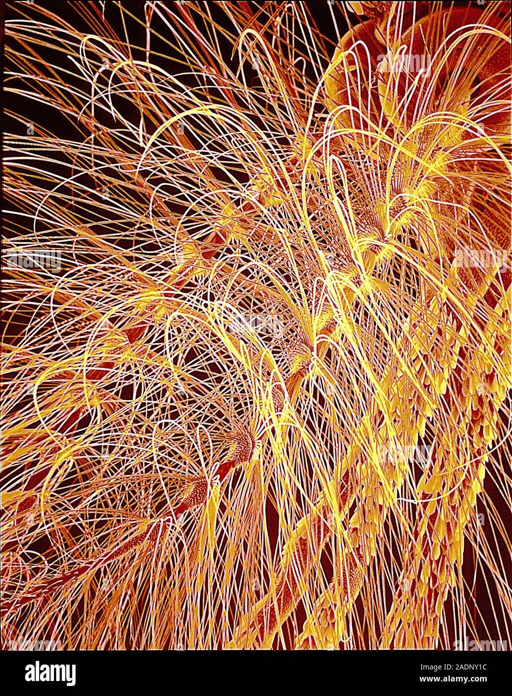 Moth antennae. Coloured scanning electron micrograph (SEM) of the ... Moth antennae. Coloured scanning electron micrograph (SEM) of the ...