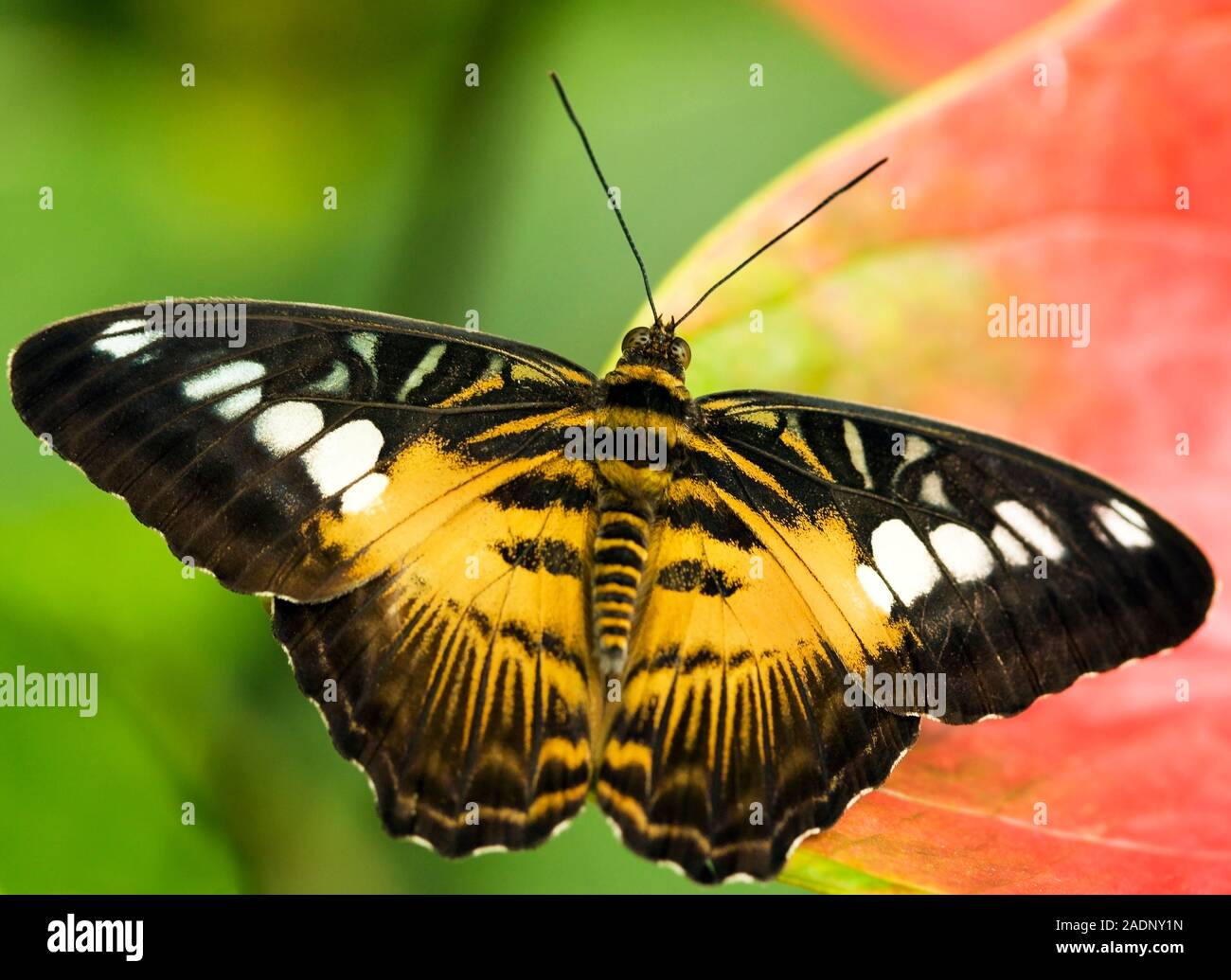 Clipper butterfly (Parthenos sylvia). This butterfly is native to open ...