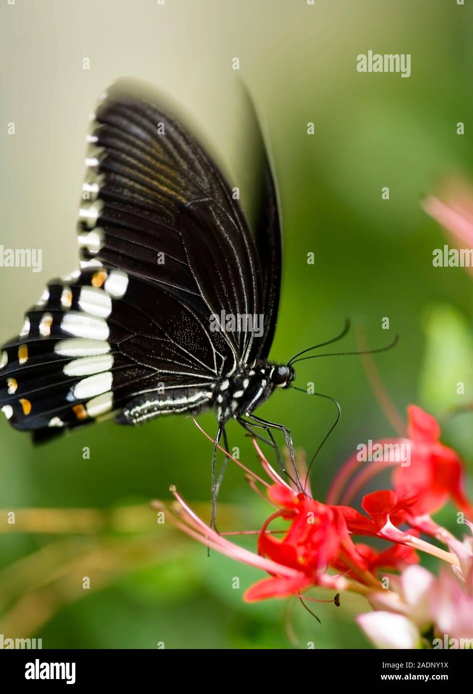 Female common mormon butterfly (Papilio polytes) feeding on flower ...