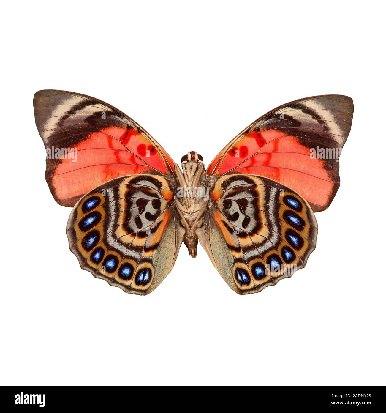 Agrias claudina butterfly. View of the underside. This butterfly is ...