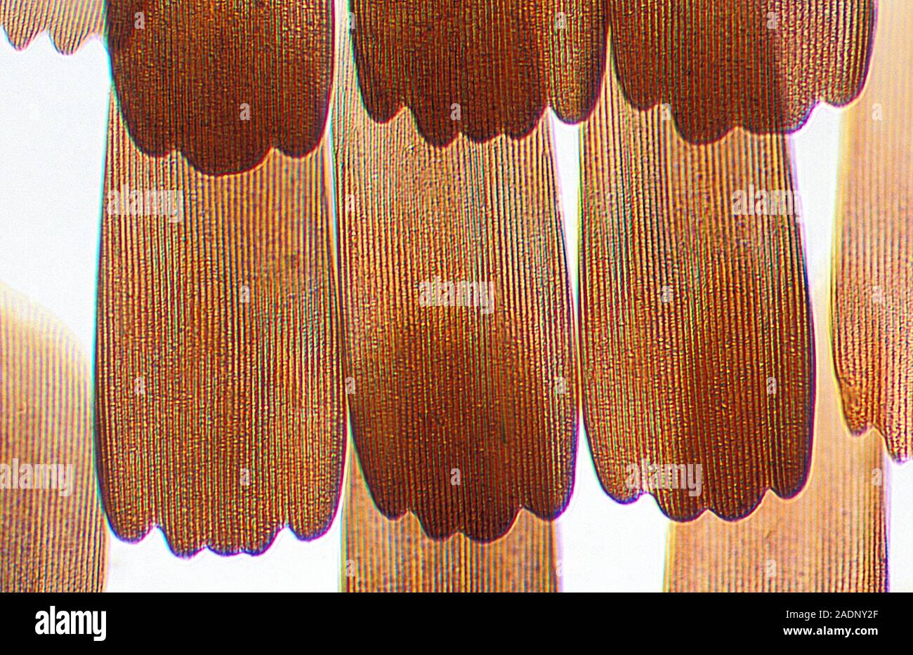 Peacock butterfly (Inachis io) wing scales. Light micrograph showing ...