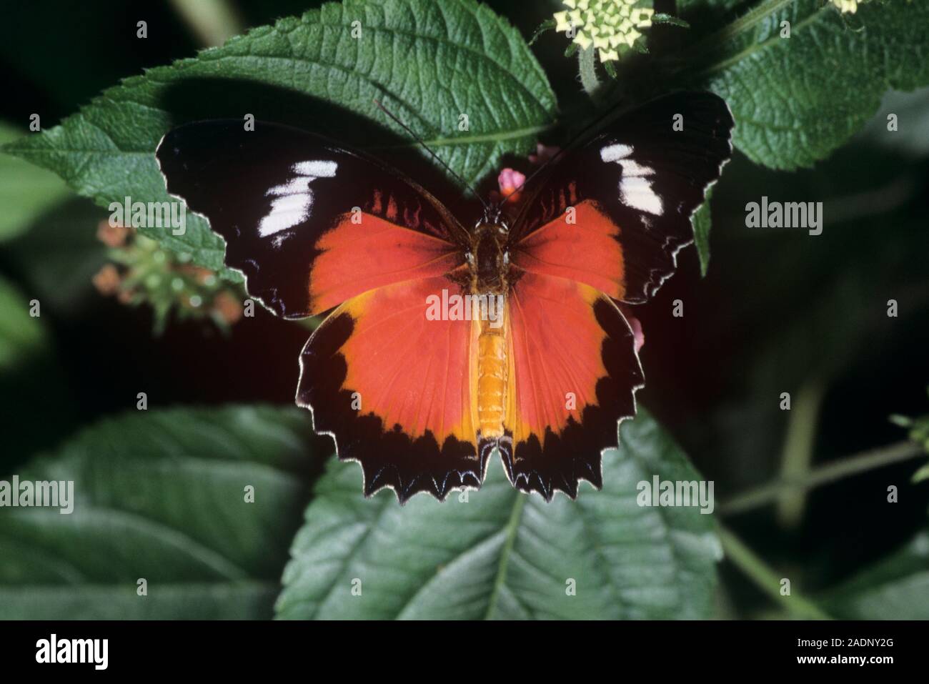 Red lacewing butterfly (Cethosia biblis Stock Photo - Alamy