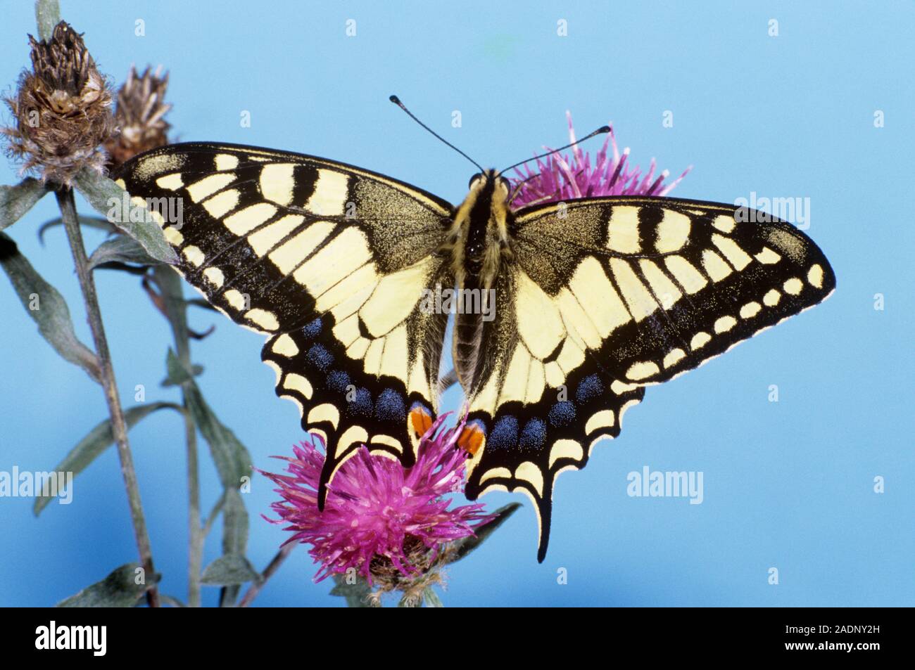 Swallowtail butterfly (Papilo machaon Stock Photo - Alamy