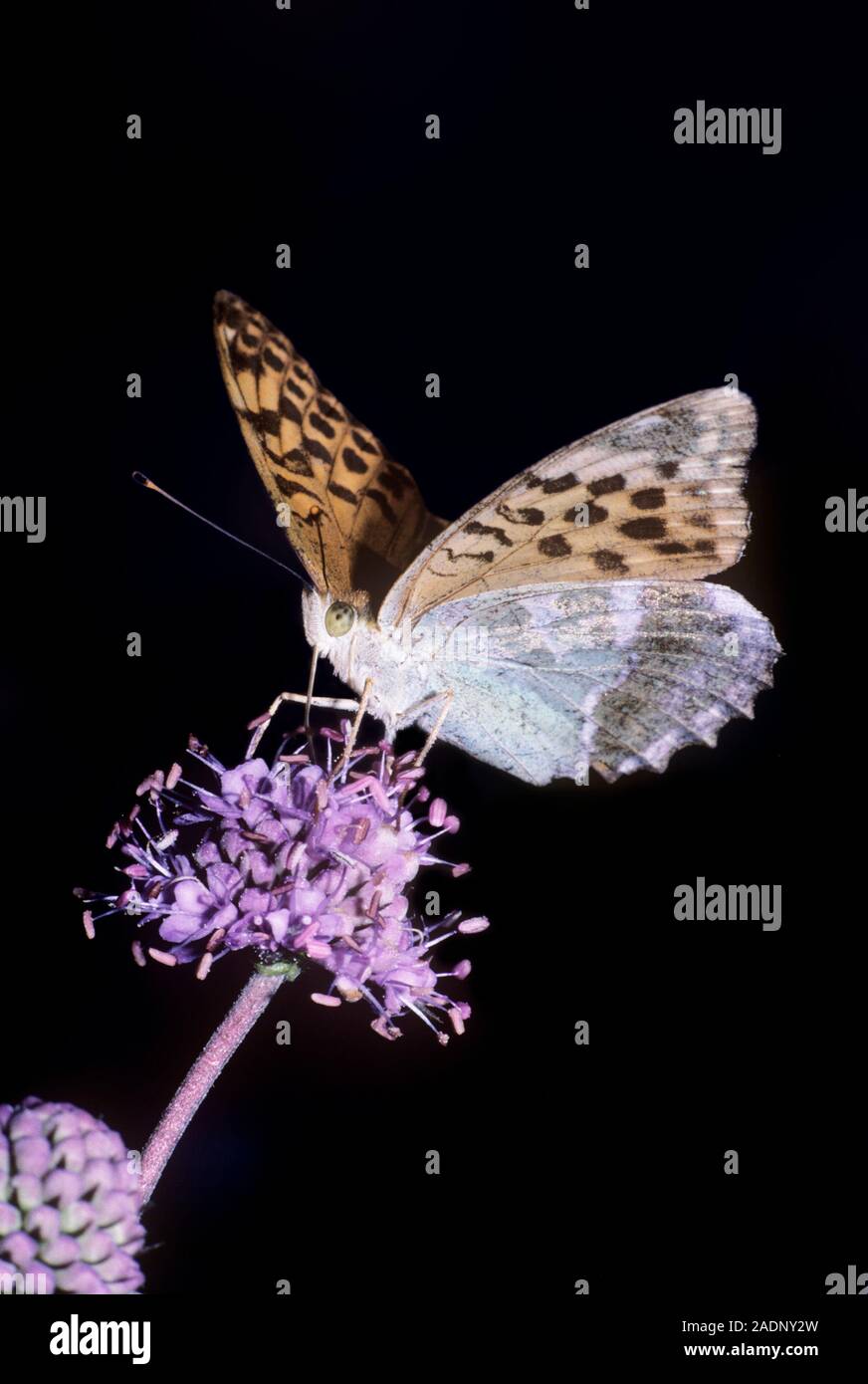 Cardinal butterfly (Pandoriana pandora) on a devil's bit scabiosa ...