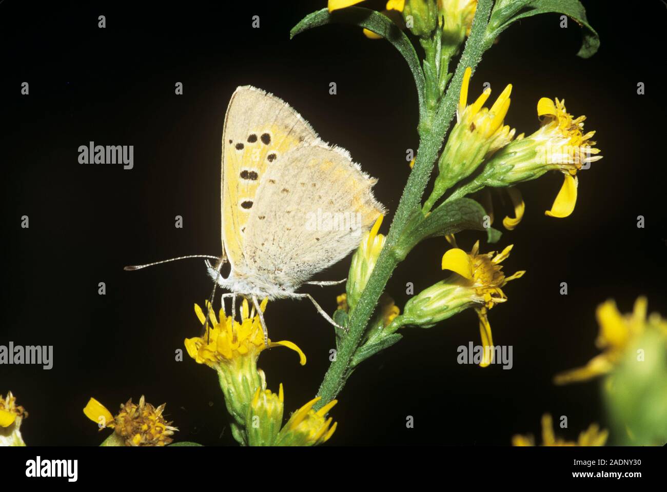 Scarce copper butterfly (Heodes virgaureae Stock Photo - Alamy