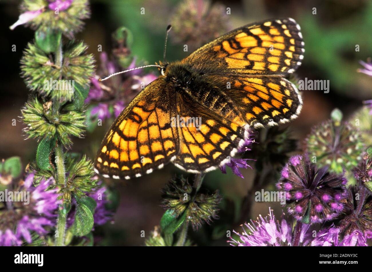 Meadow fritillary butterfly (Melitaea parthenoides) on a flower Stock ...