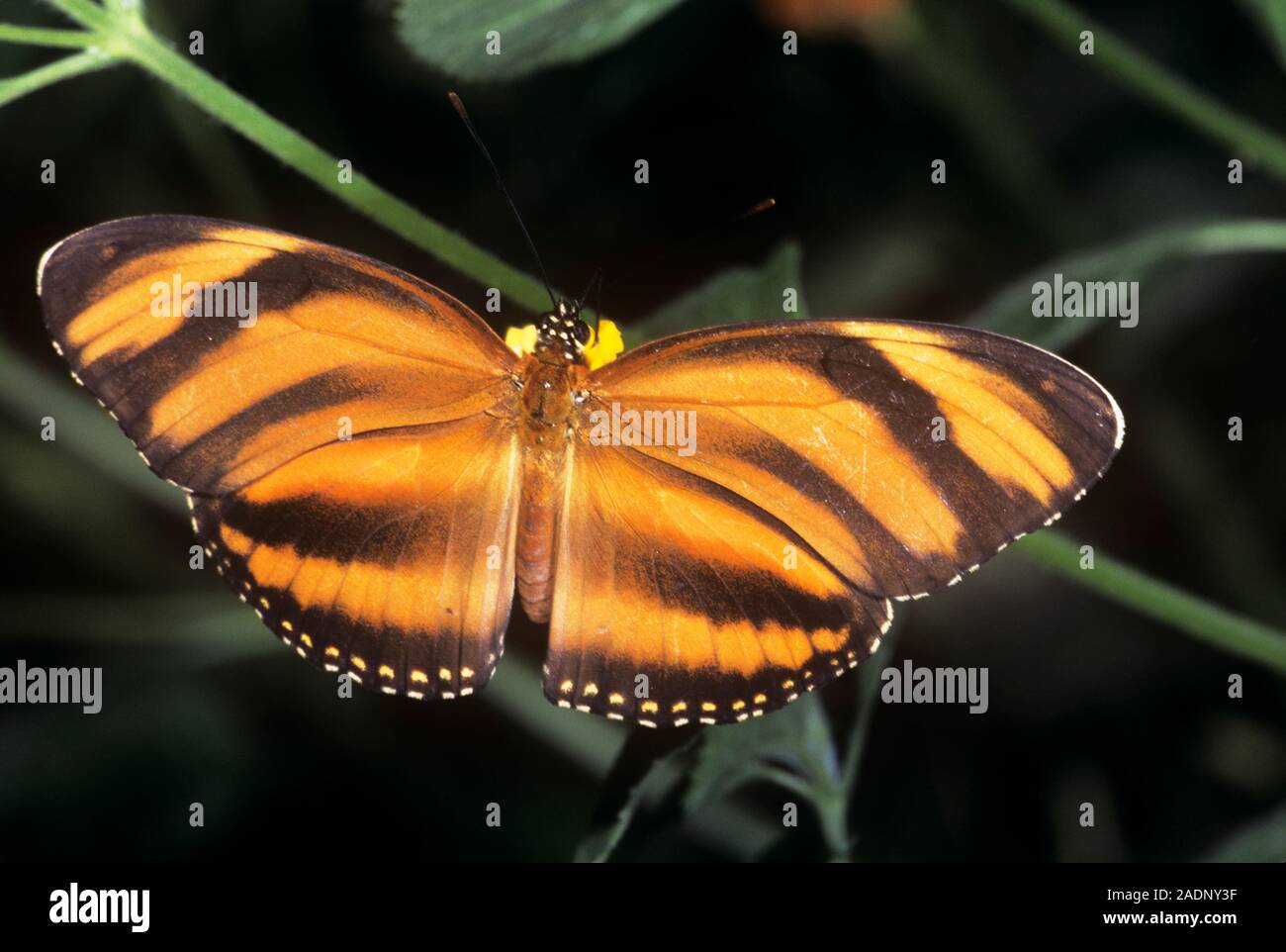 Mexican silverspot butterfly (Dione moneta Stock Photo - Alamy
