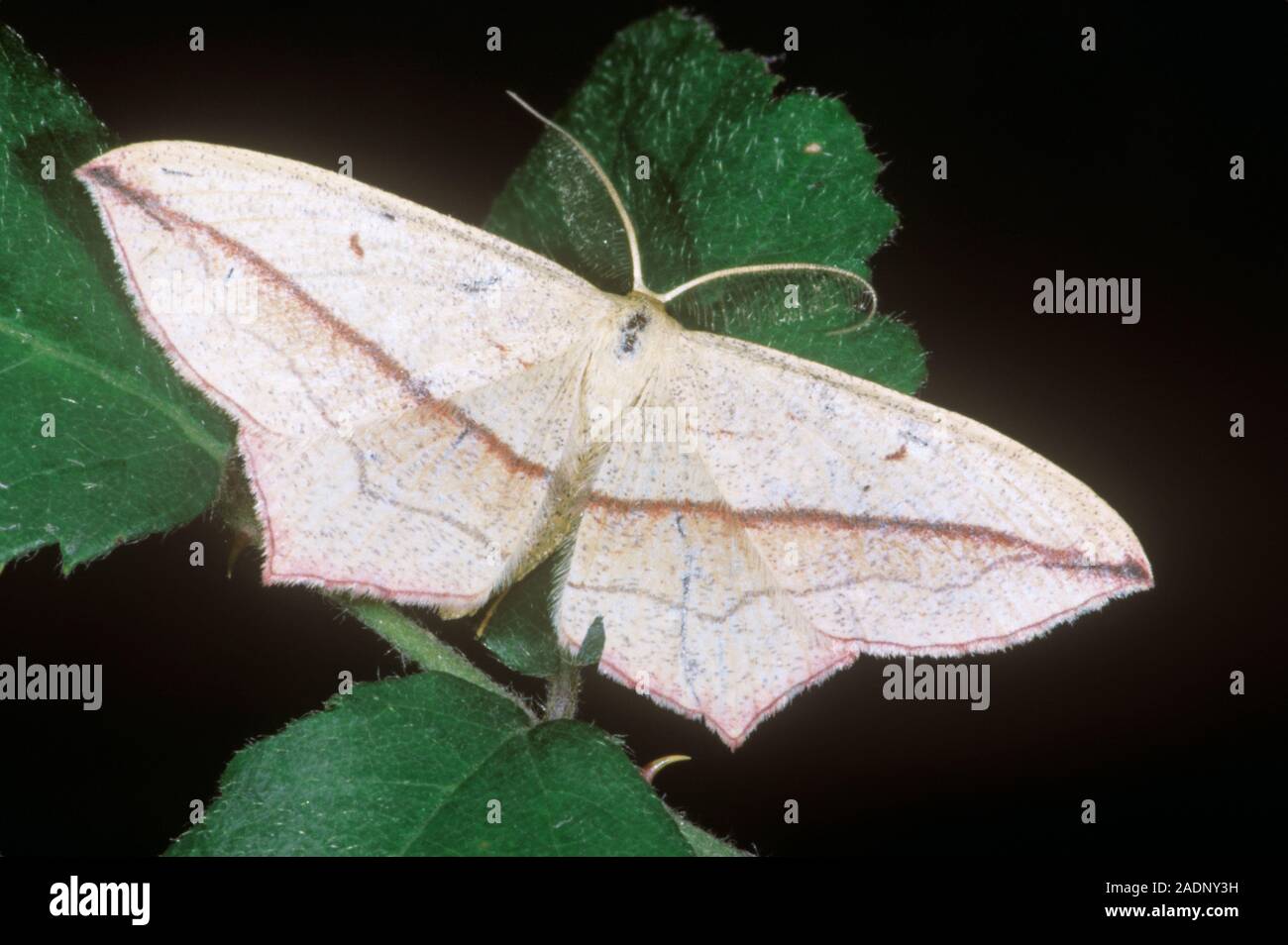 Blood-vein moth (Timandra griseata) on a plant Stock Photo - Alamy