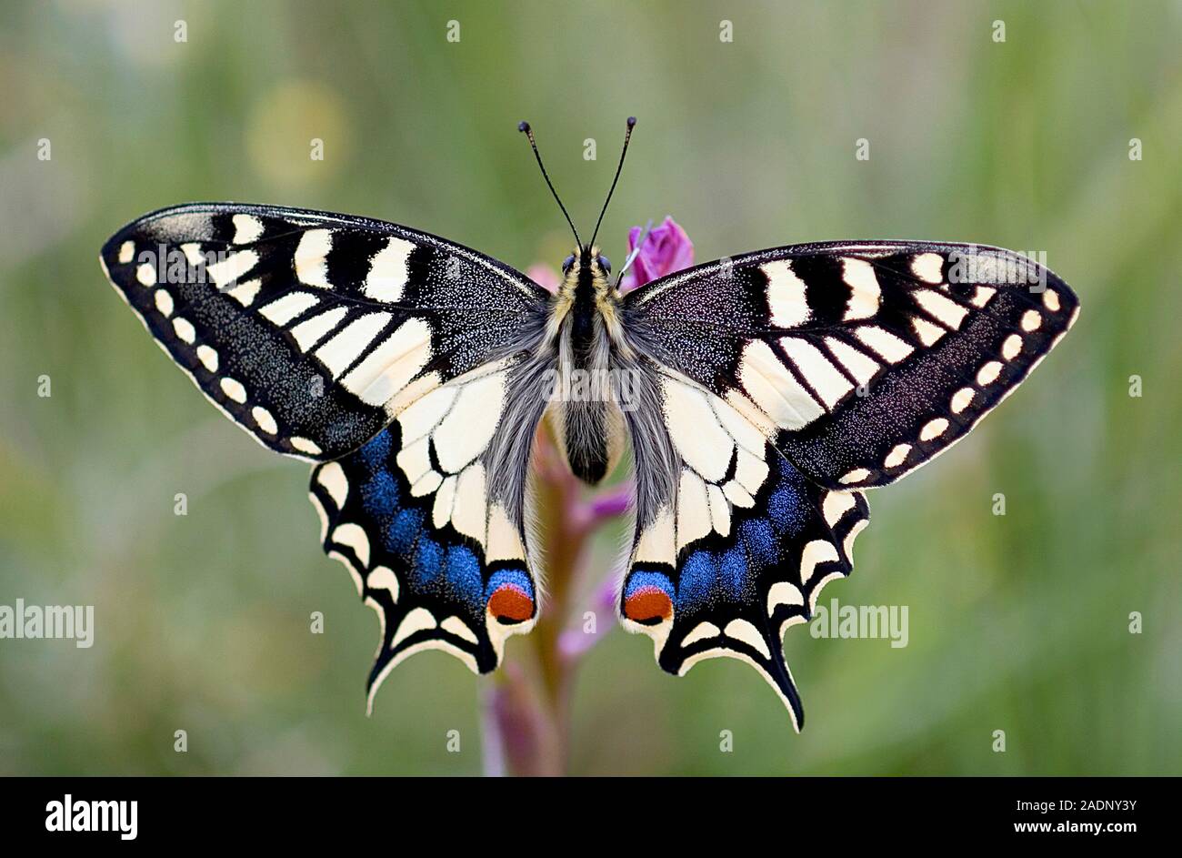 Swallowtail butterfly (Papilio machaon). This butterfly is distributed ...