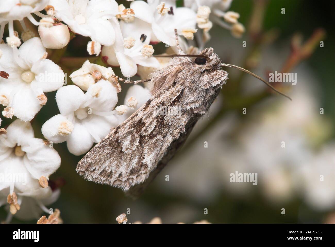 Early grey moth (Xylocampa areola). This moth is one of the earliest ...