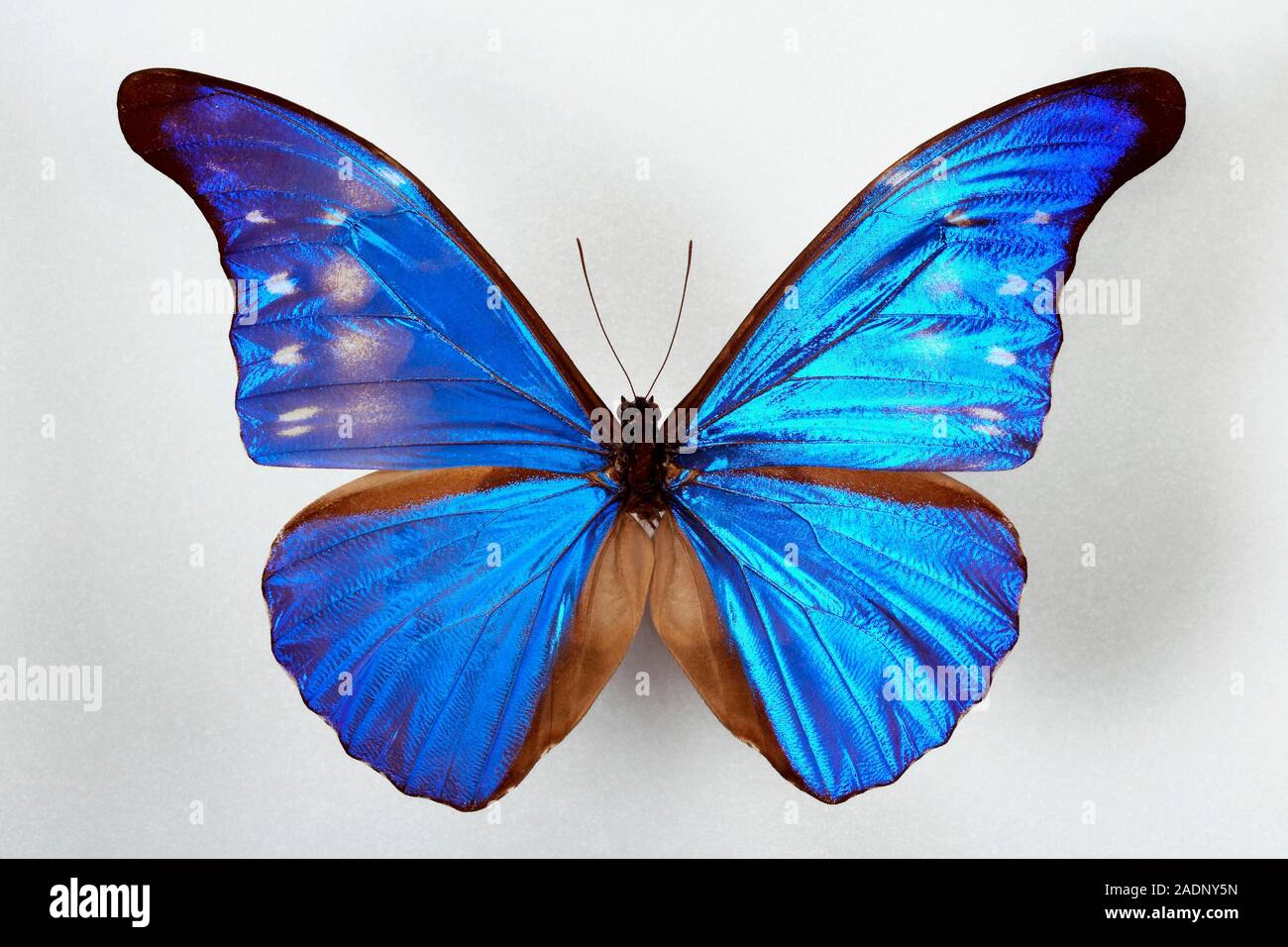 Blue morpho butterfly (Morpho sp.). This butterfly inhabits tropical ...