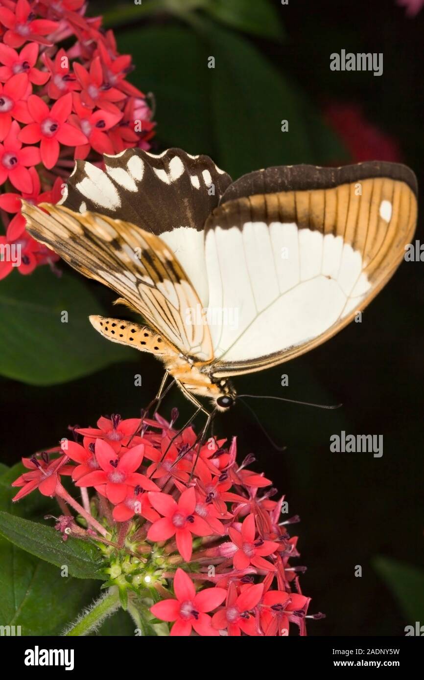 Mocker swallowtail butterfly (Papilio dardanus) feeding from an ...