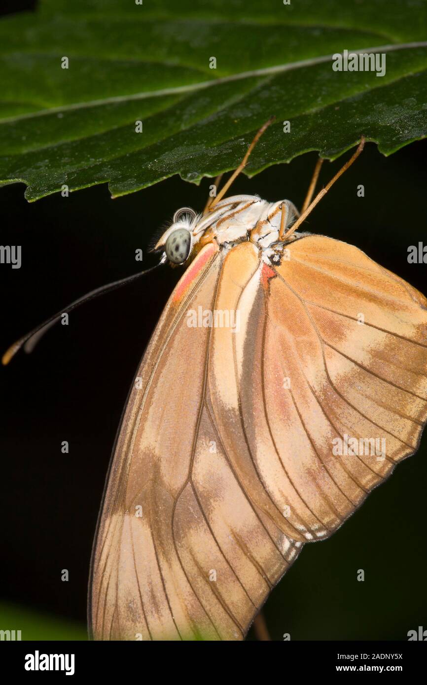 Julia butterfly (Dryas julia). This butterfly is native to South and ...