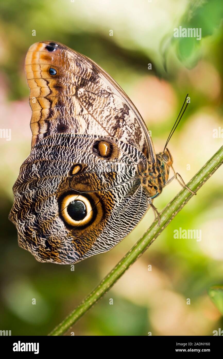 Cocoa mort bleu butterfly (Caligo teucer). This is one of the 'owl ...