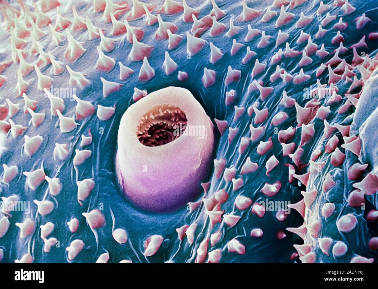 Garden tiger moth spiracle. Coloured scanning electron micrograph (SEM ...