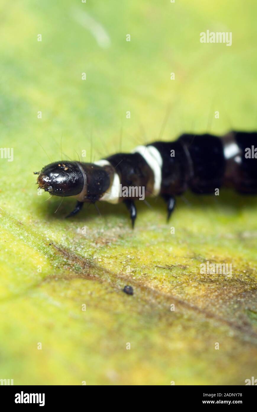Sweet potato leaf roller (Helcystogramma convolvuli). This moth ...