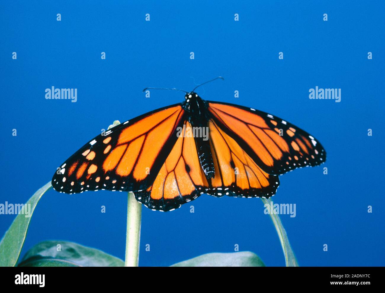 Monarch butterfly (Danaus plexippus Stock Photo - Alamy
