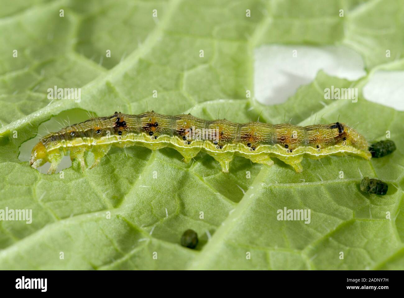 Old world bollworm (Helicoverpa armigera) caterpillar feeding on a ...