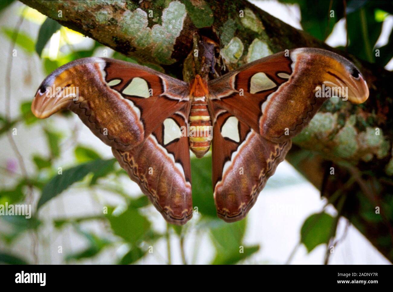 Atlas moth (Attacus atlas), named as its open wings resemble a map ...