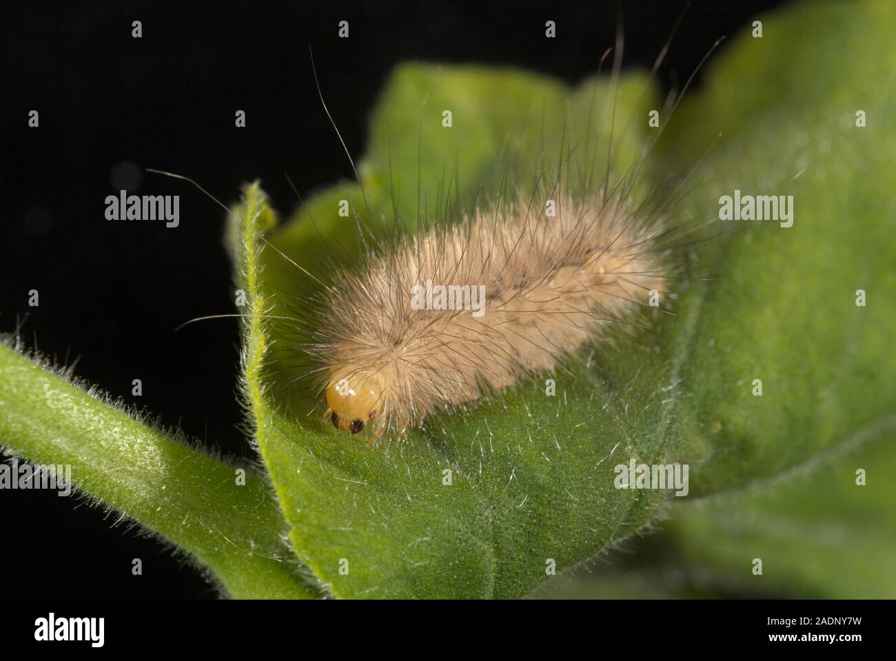 Tiger moth caterpillar (Family Arctiidae) on a leaf Stock Photo - Alamy